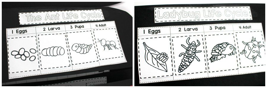 Insect Science Activities - Tunstall's Teaching