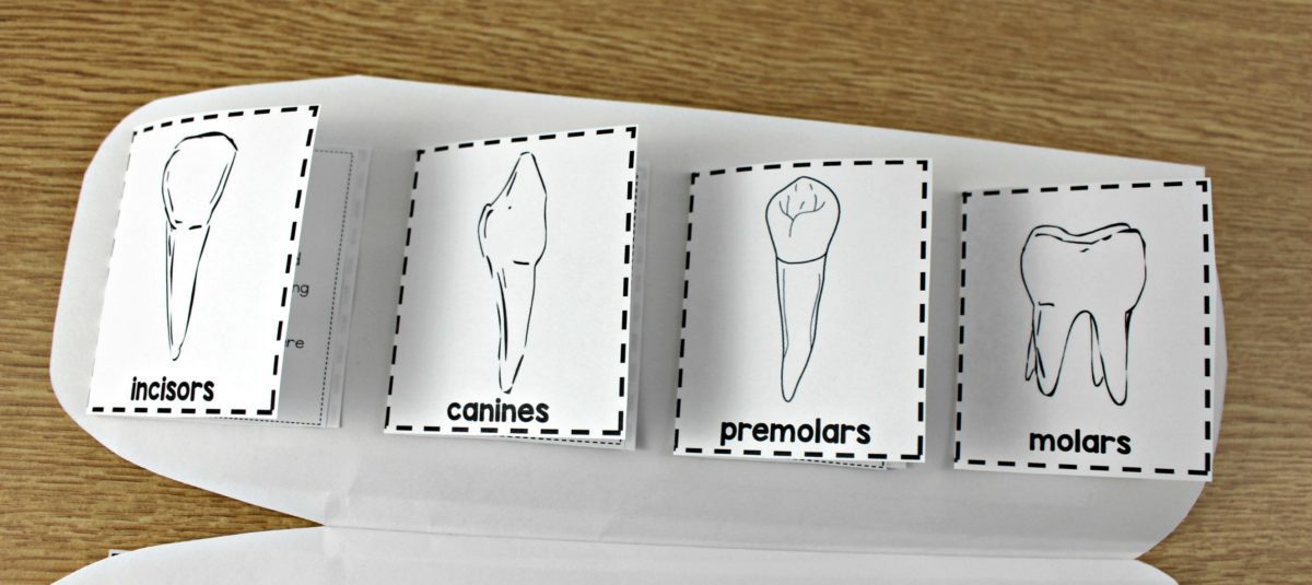 Dental Health Tooth Book - Tunstall's Teaching