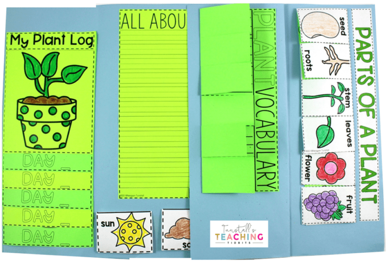 Interactive Plant Science - Tunstall's Teaching
